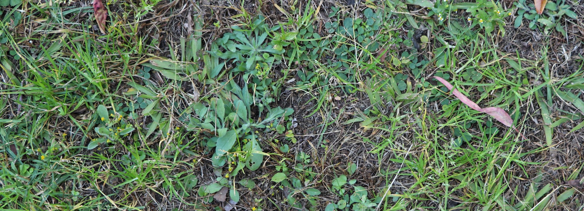 Timeline – Feet as Treat – Feetify.com