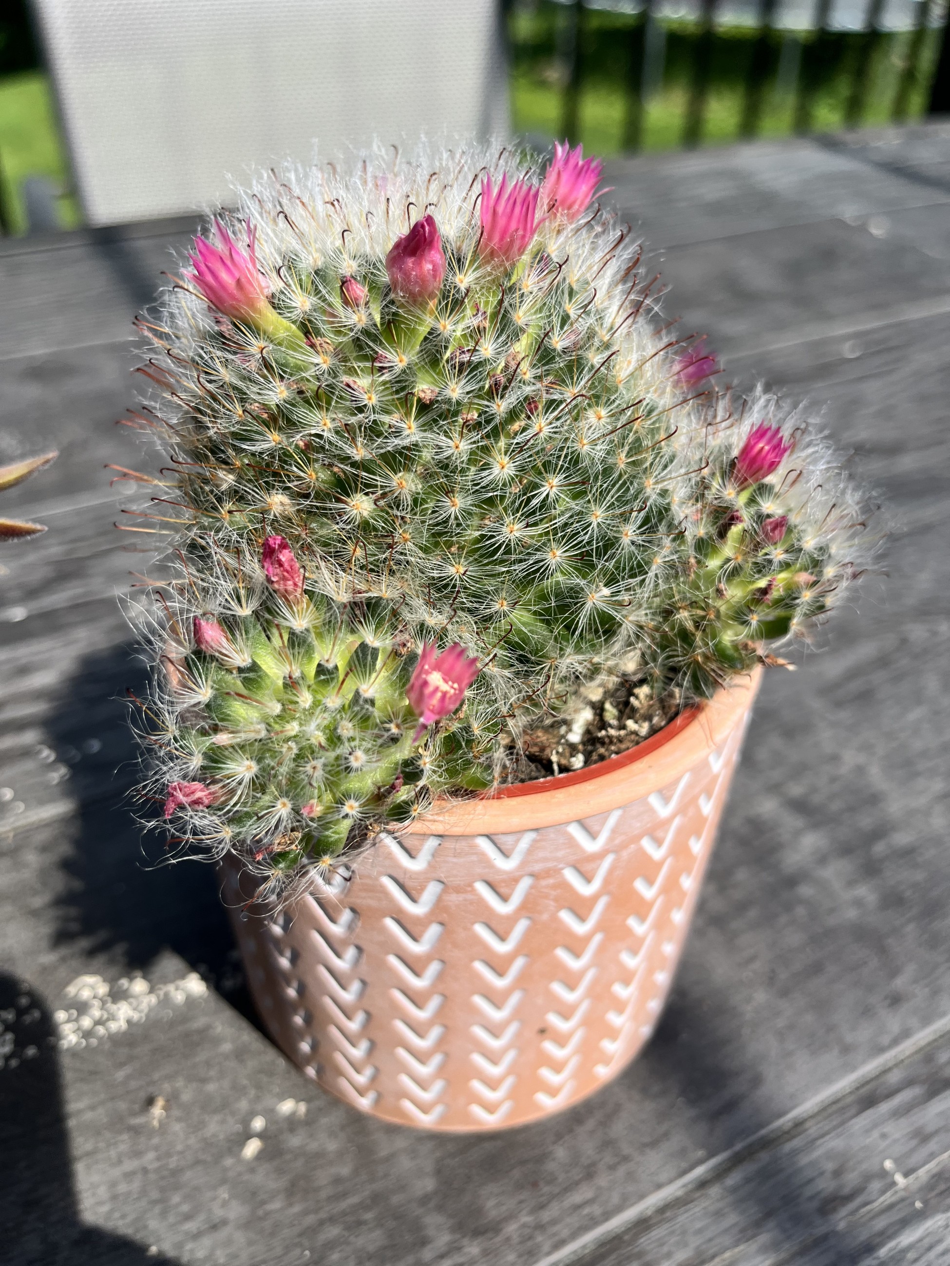 haley – Feetify.com